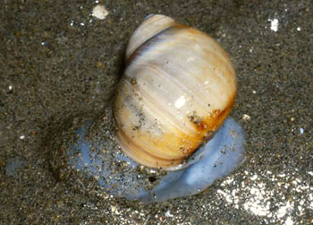 玉螺总科 Naticacea 蓝色动物学（中国动物学科普）